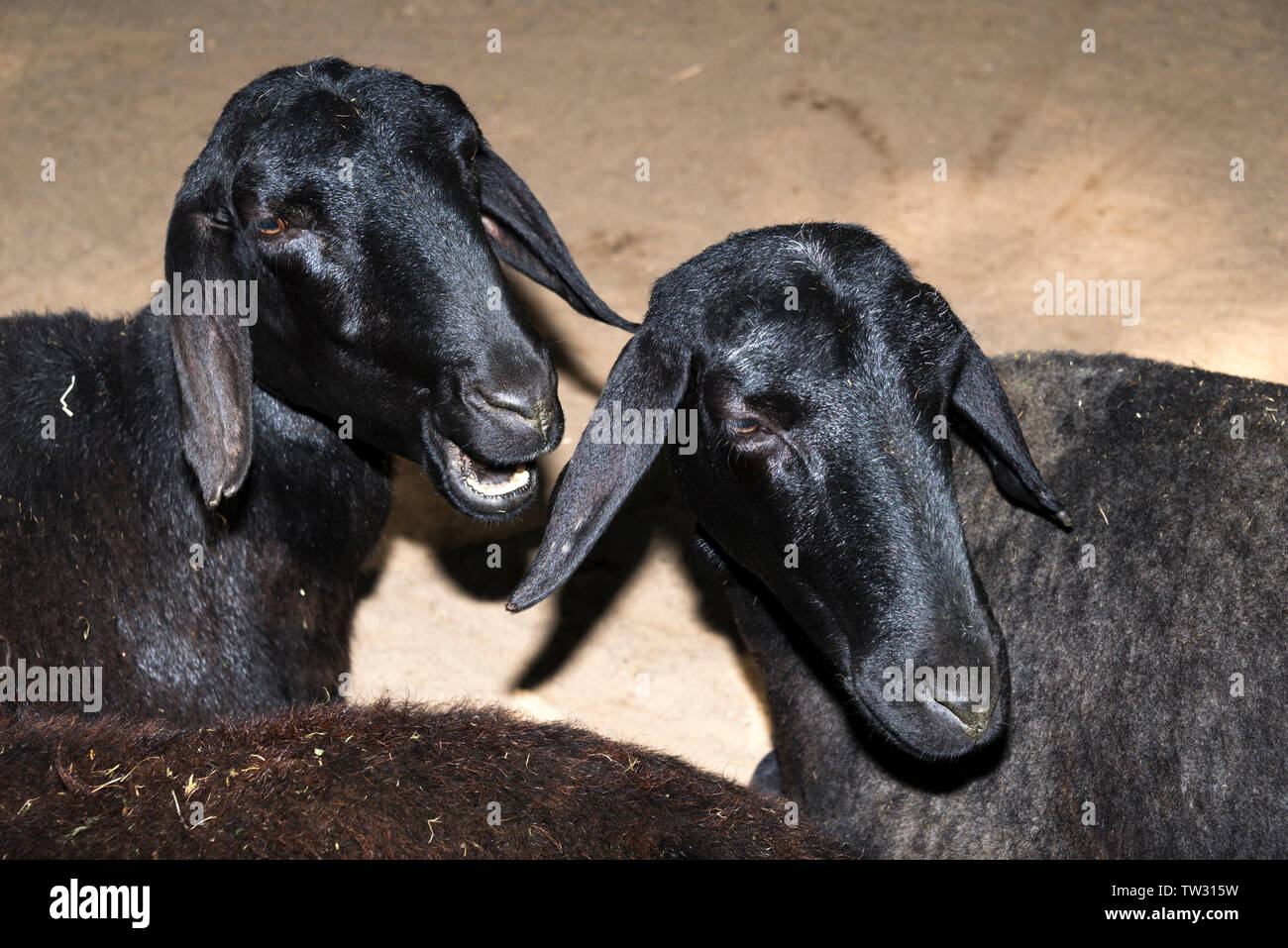 Domestic sheep (Ovis aries Stock Photo - Alamy