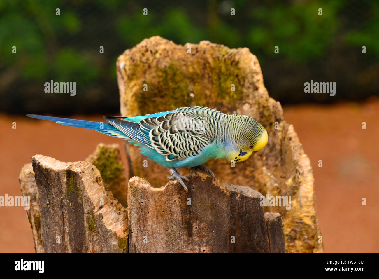 Wellensittiche hi-res stock photography and images - Alamy