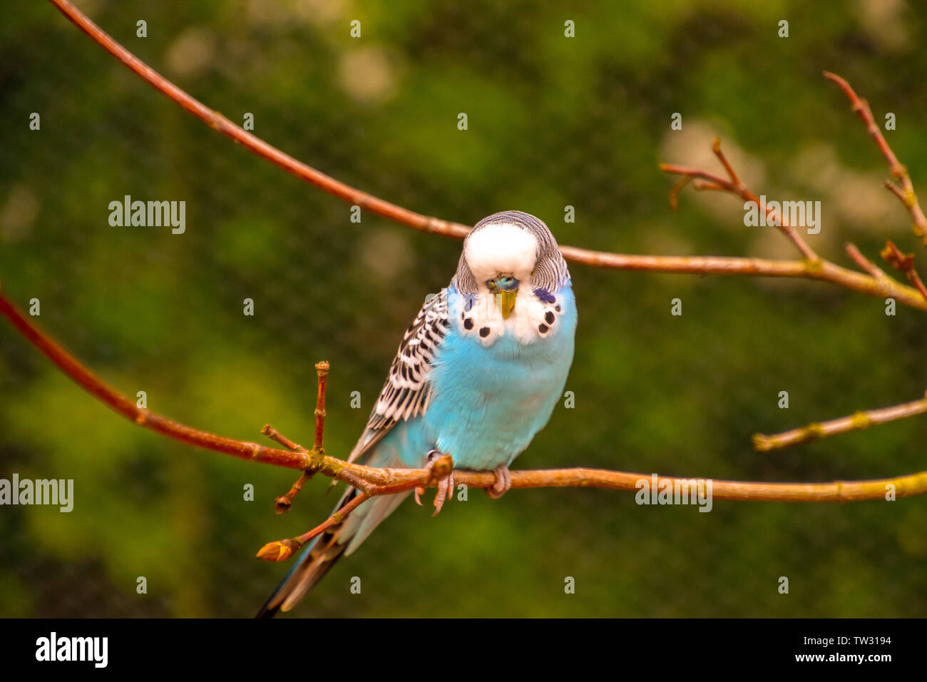 Wunderschöne Wellensittiche in verschiedene Farben Stock Photo - Alamy