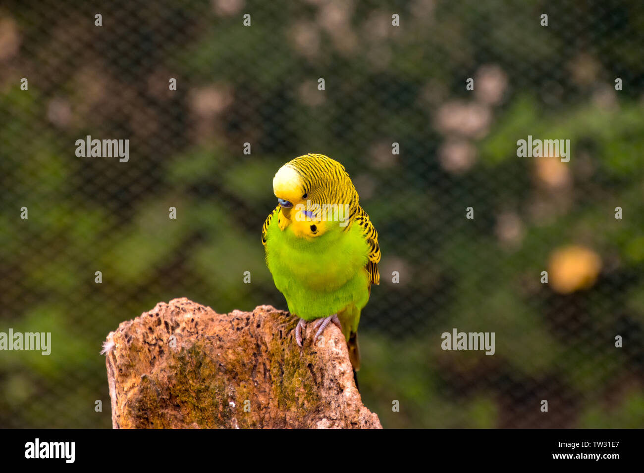Wunderschöne Wellensittiche in verschiedene Farben Stock Photo - Alamy