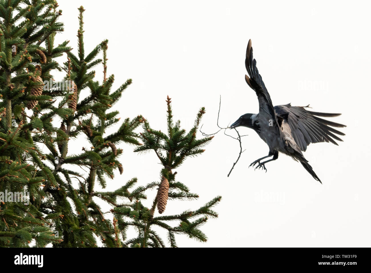 A carrion crow (Corvus corone) carrying a twig to its nest in flight ...