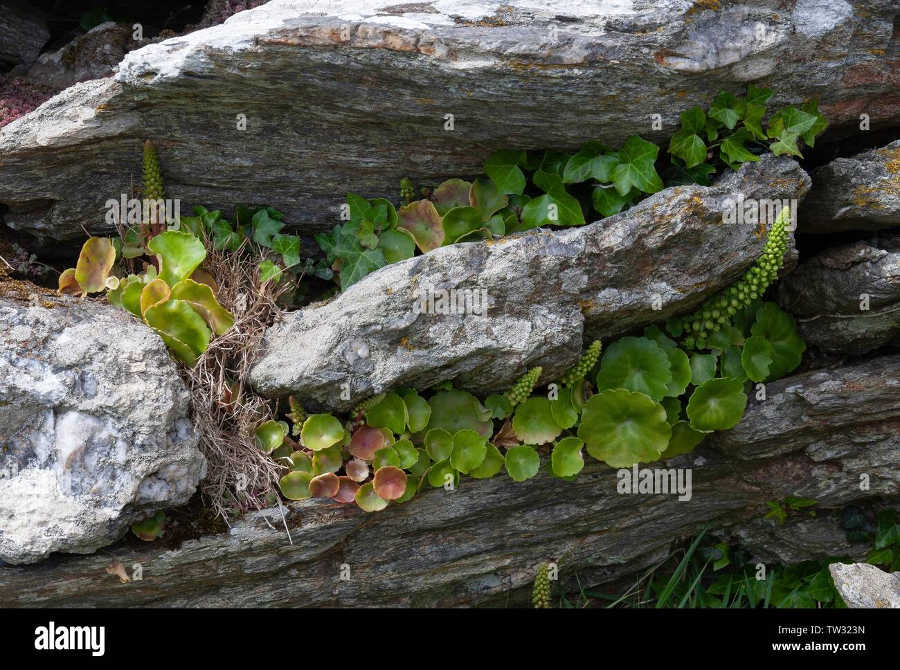 Navelwort, Umbilicus rupestris Stock Photo - Alamy