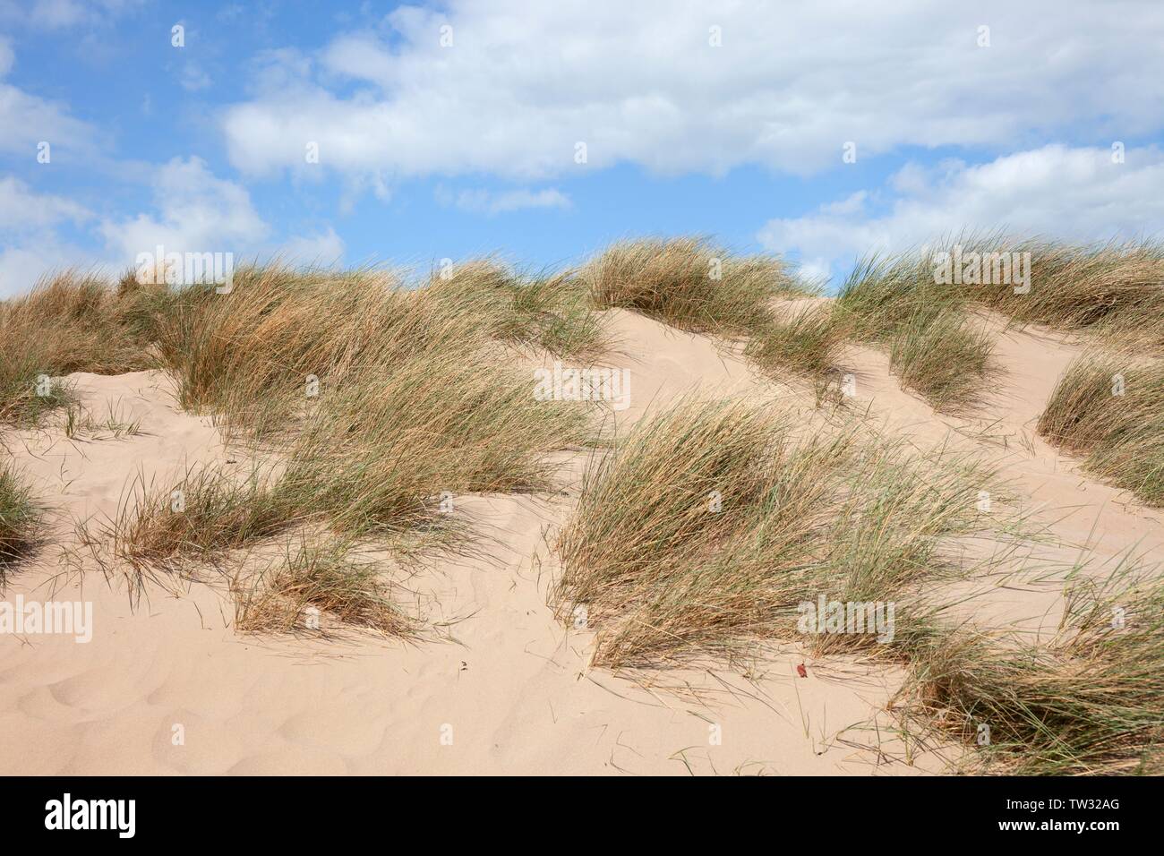 Sand Dunes, Devon, England Stock Photo - Alamy