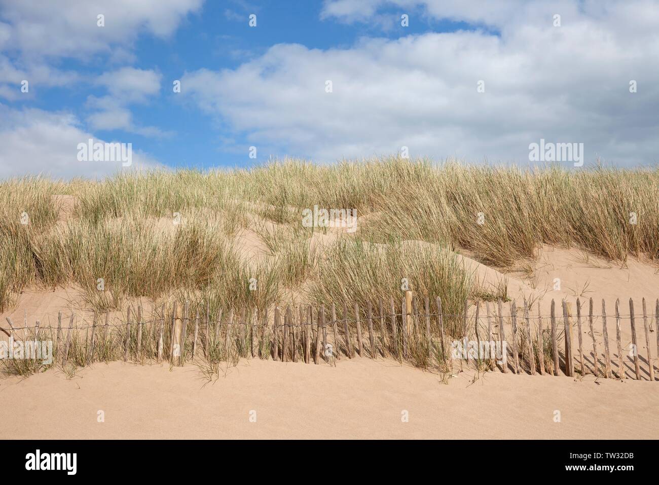 Sand Dunes, Devon, England Stock Photo - Alamy