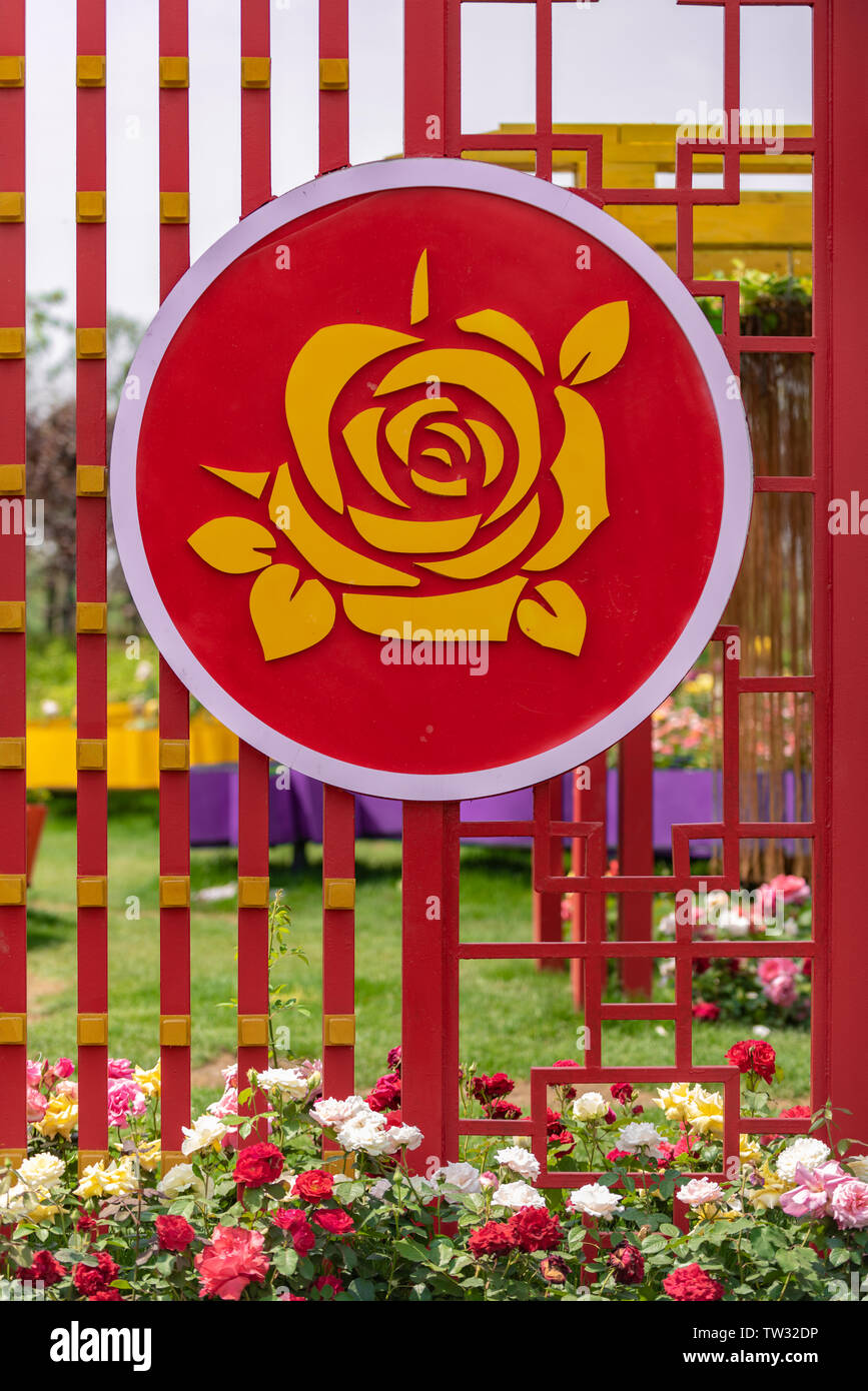 Moonflower flower with symbol Stock Photo - Alamy