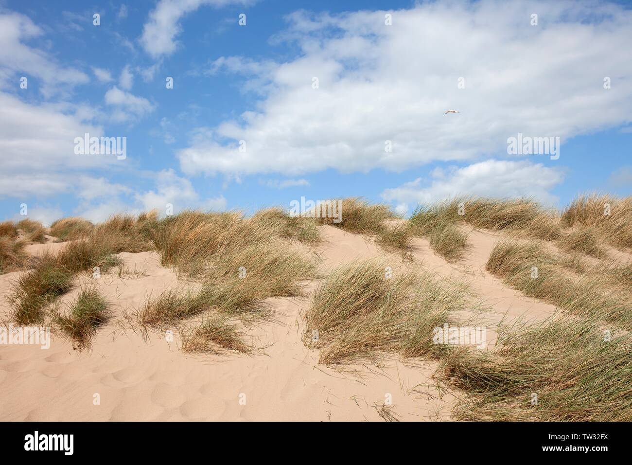 Sand Dunes, Devon, England Stock Photo - Alamy