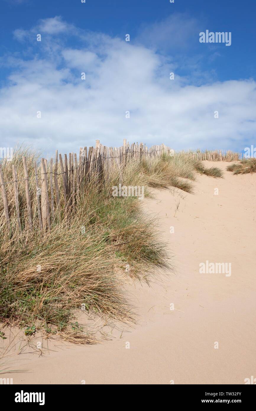 Sand Dunes, Devon, England Stock Photo - Alamy