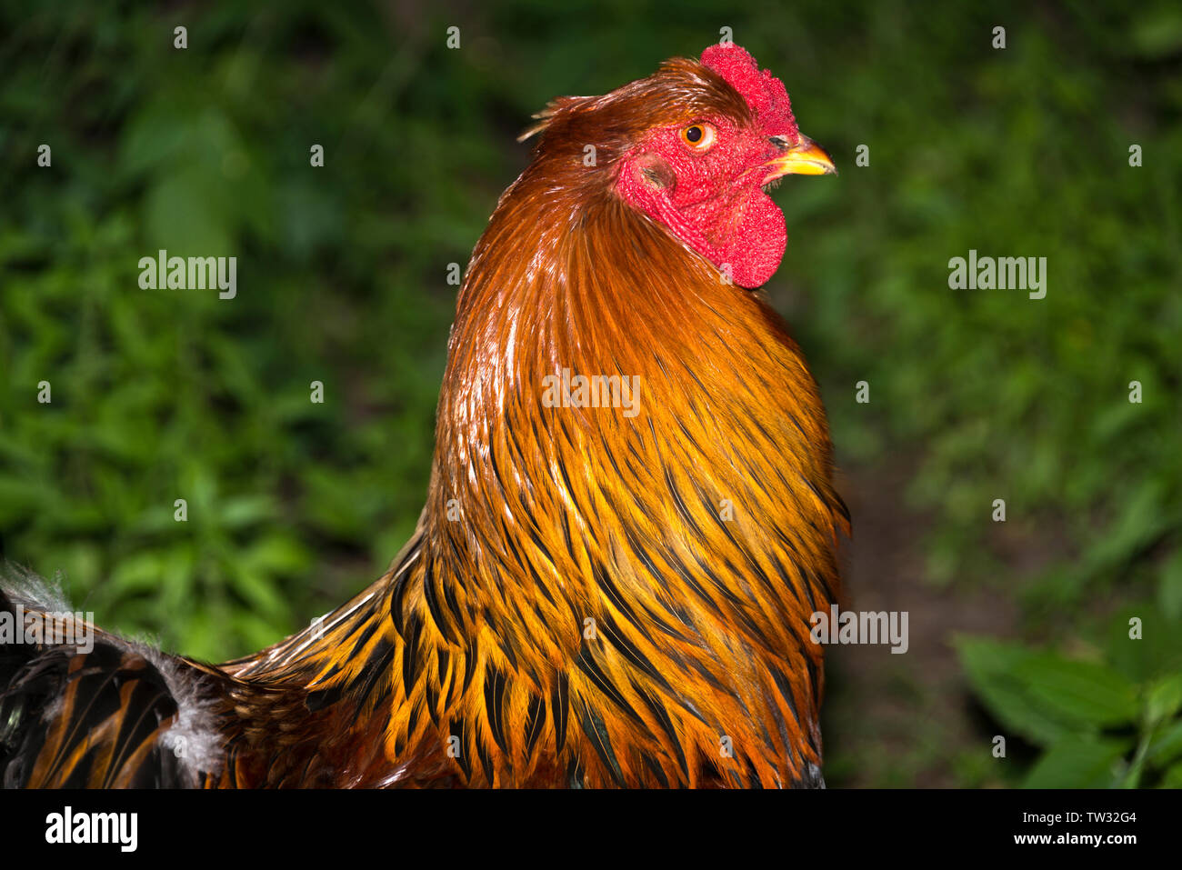 Rooster (Gallus gallus domesticus Stock Photo - Alamy