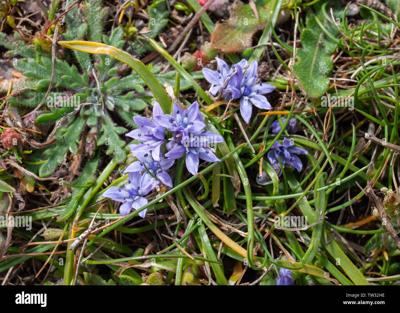 Spring Squill, Scilla verna Stock Photo - Alamy