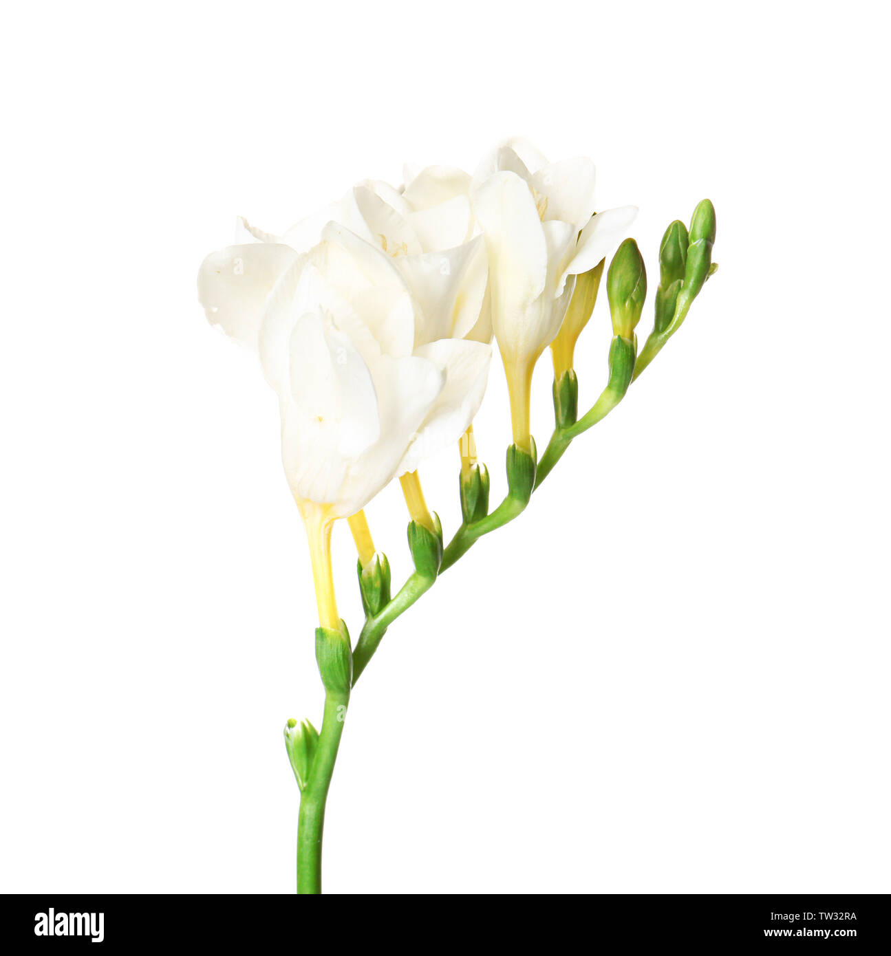 Beautiful freesia flowers on white background Stock Photo - Alamy