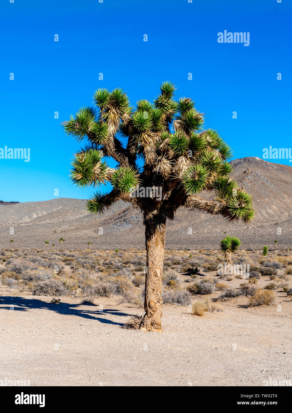 Heat tree leaves hi-res stock photography and images - Alamy