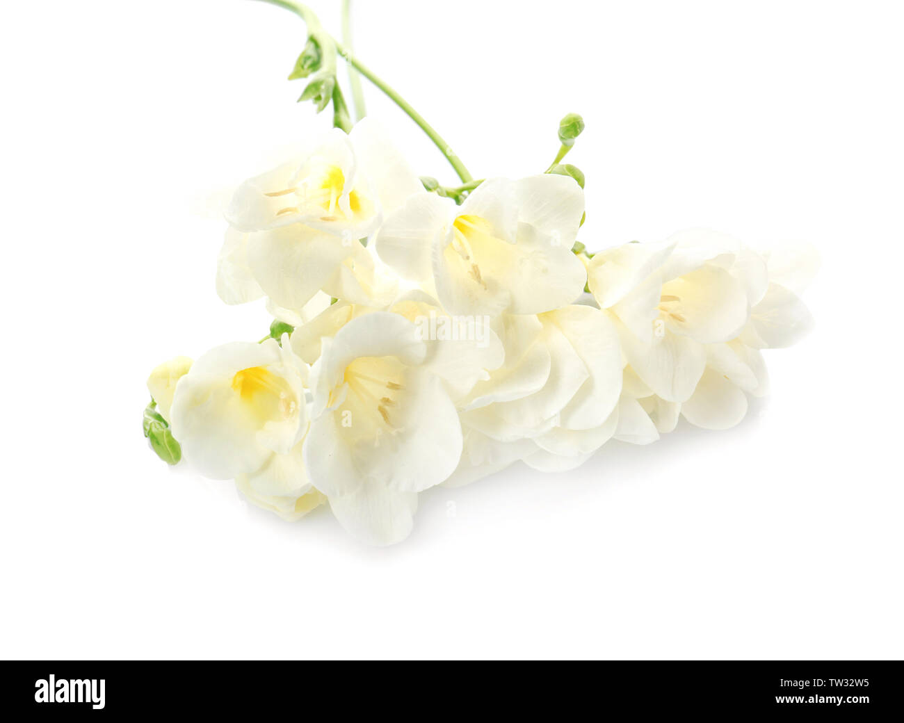 Beautiful freesia flowers on white background Stock Photo - Alamy