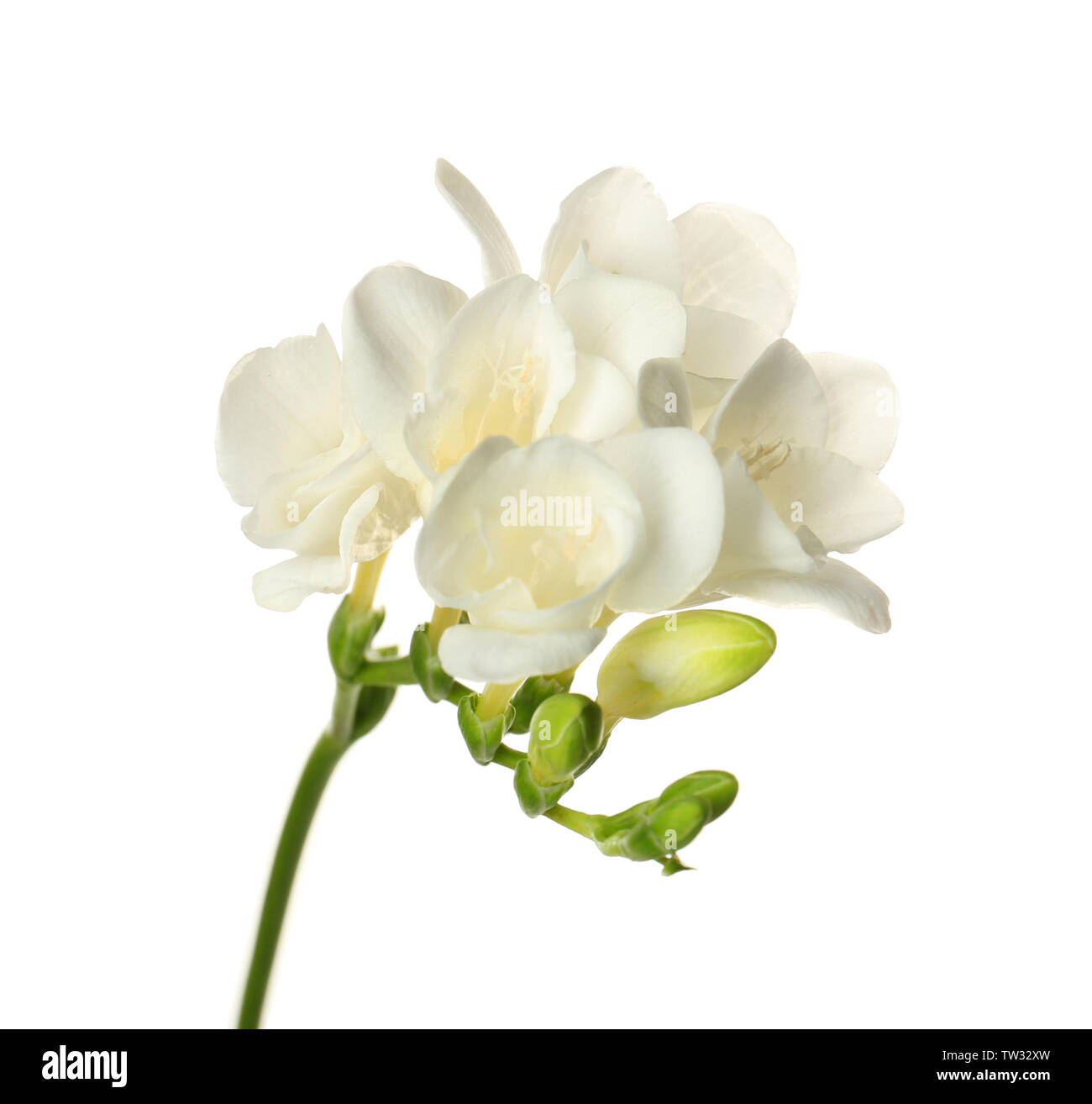 Beautiful freesia flowers on white background Stock Photo - Alamy