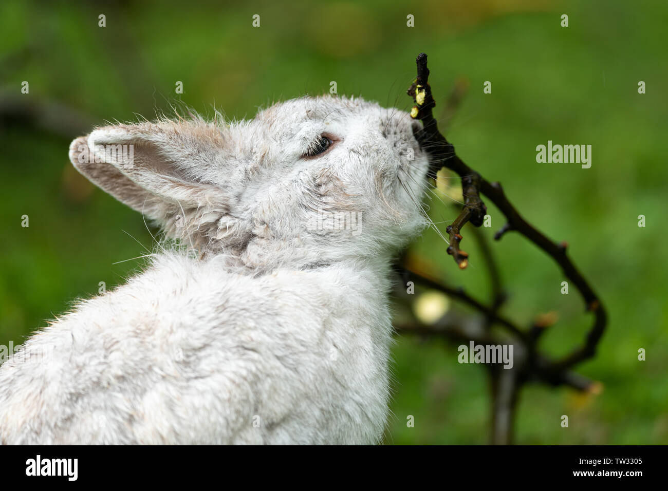 A small white rabbit (lions head) nibbling on a twig Stock Photo - Alamy