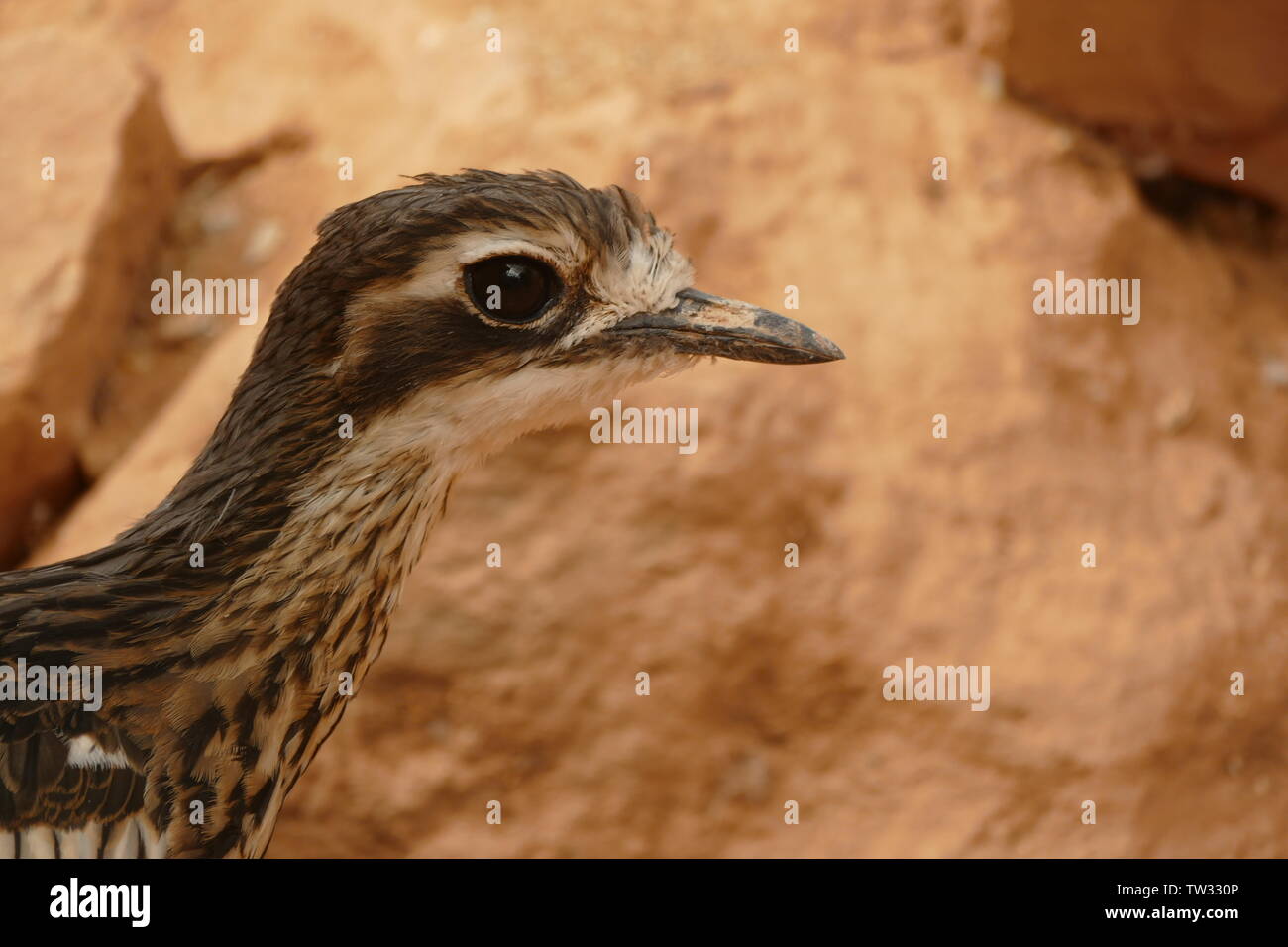 Common australian bush bird hi-res stock photography and images - Alamy