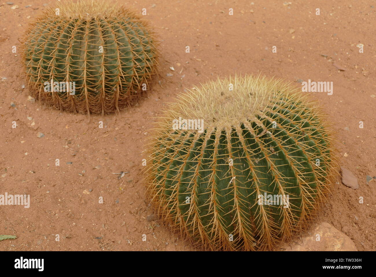 Large round cactus plants hi-res stock photography and images - Alamy