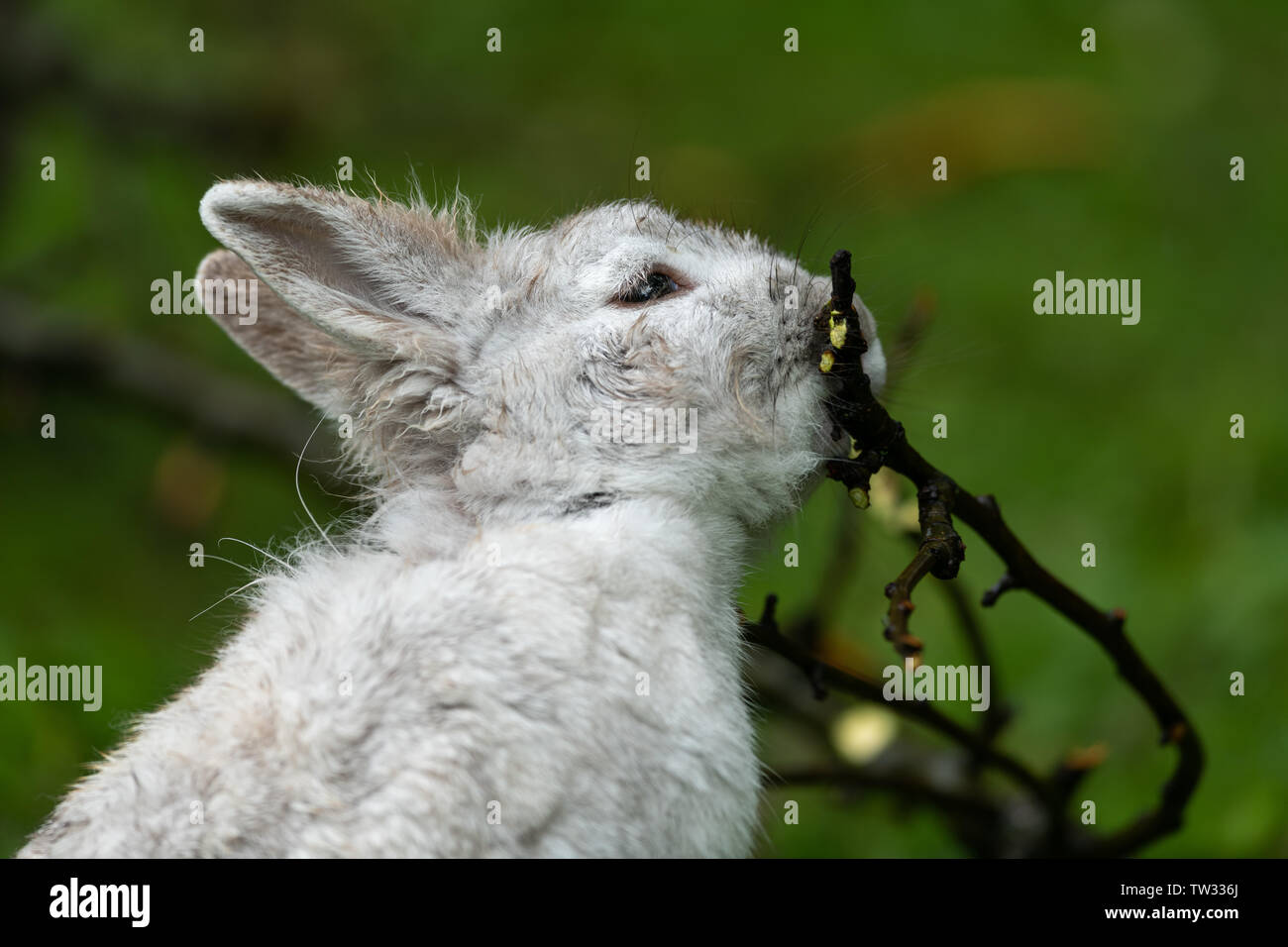 A small white rabbit (lions head) nibbling on a twig Stock Photo - Alamy