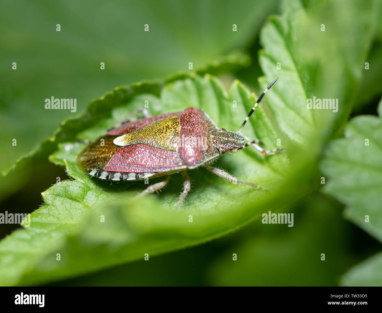 Closeup of an adult sloe bug (Dolycoris baccarum, Pentatomidae) sitting ...