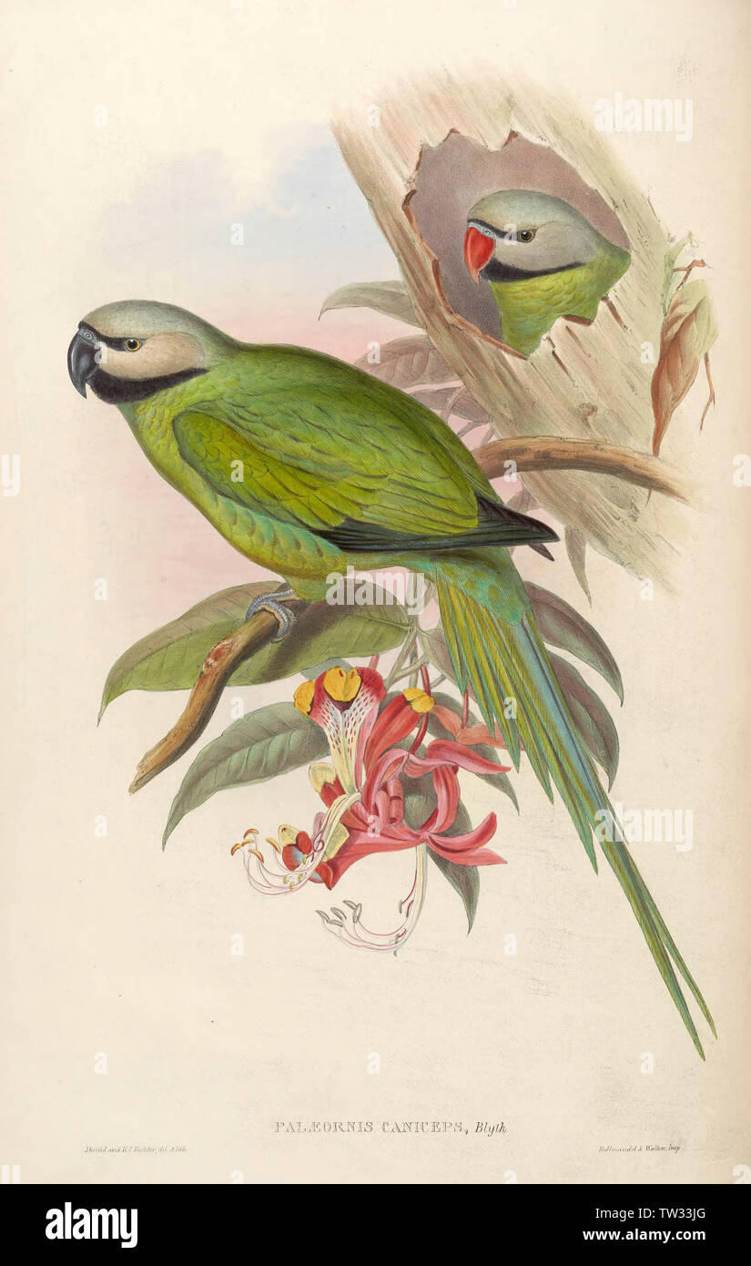 Beautiful vintage hand drawn illustrations of exotic parrots from old ...