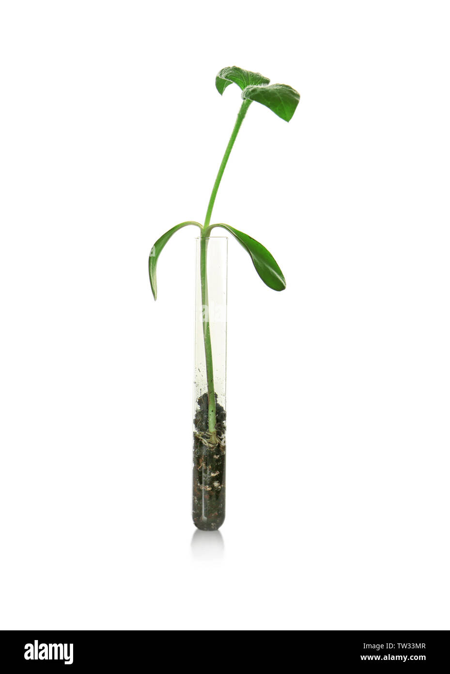 Plant in test tube isolated on white Stock Photo - Alamy