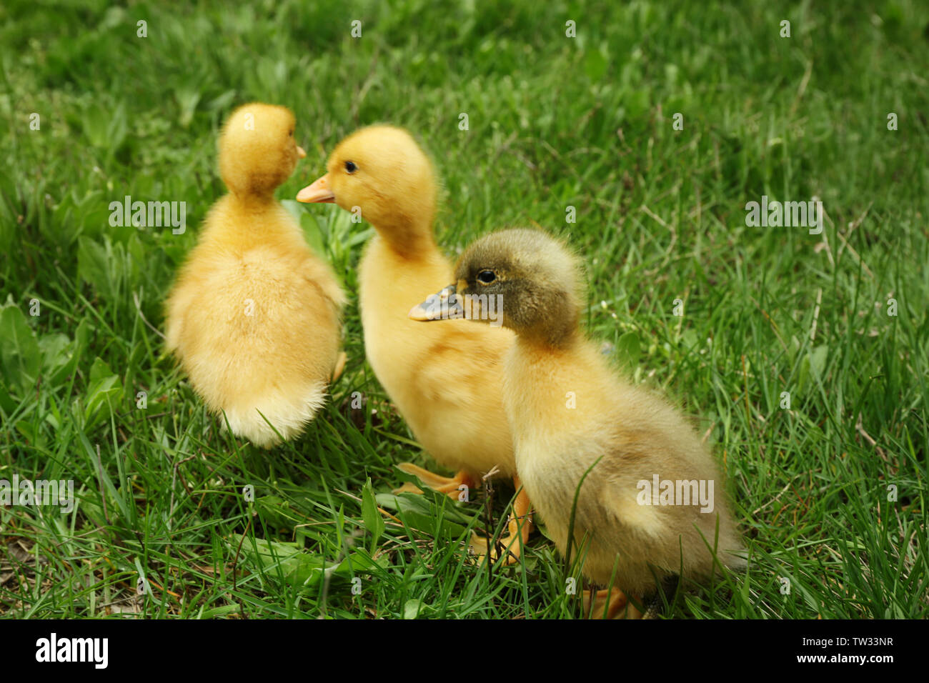 Ducklings on green grass hi-res stock photography and images - Alamy