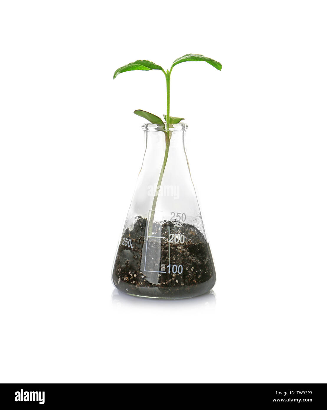 Plant in Erlenmeyer flask isolated on white Stock Photo - Alamy
