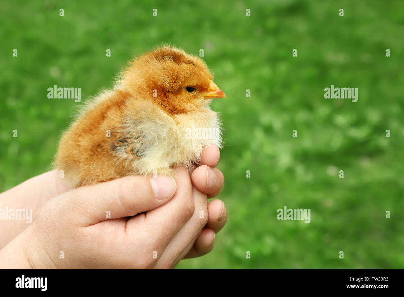 Woman holding little baby chick Stock Photo - Alamy