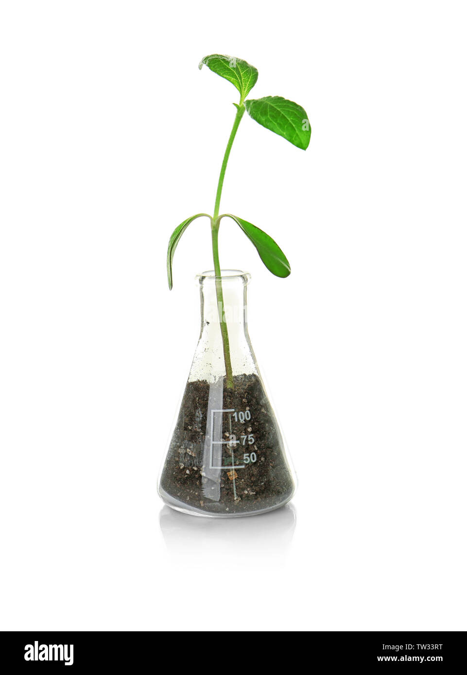 Plant in Erlenmeyer flask isolated on white Stock Photo - Alamy