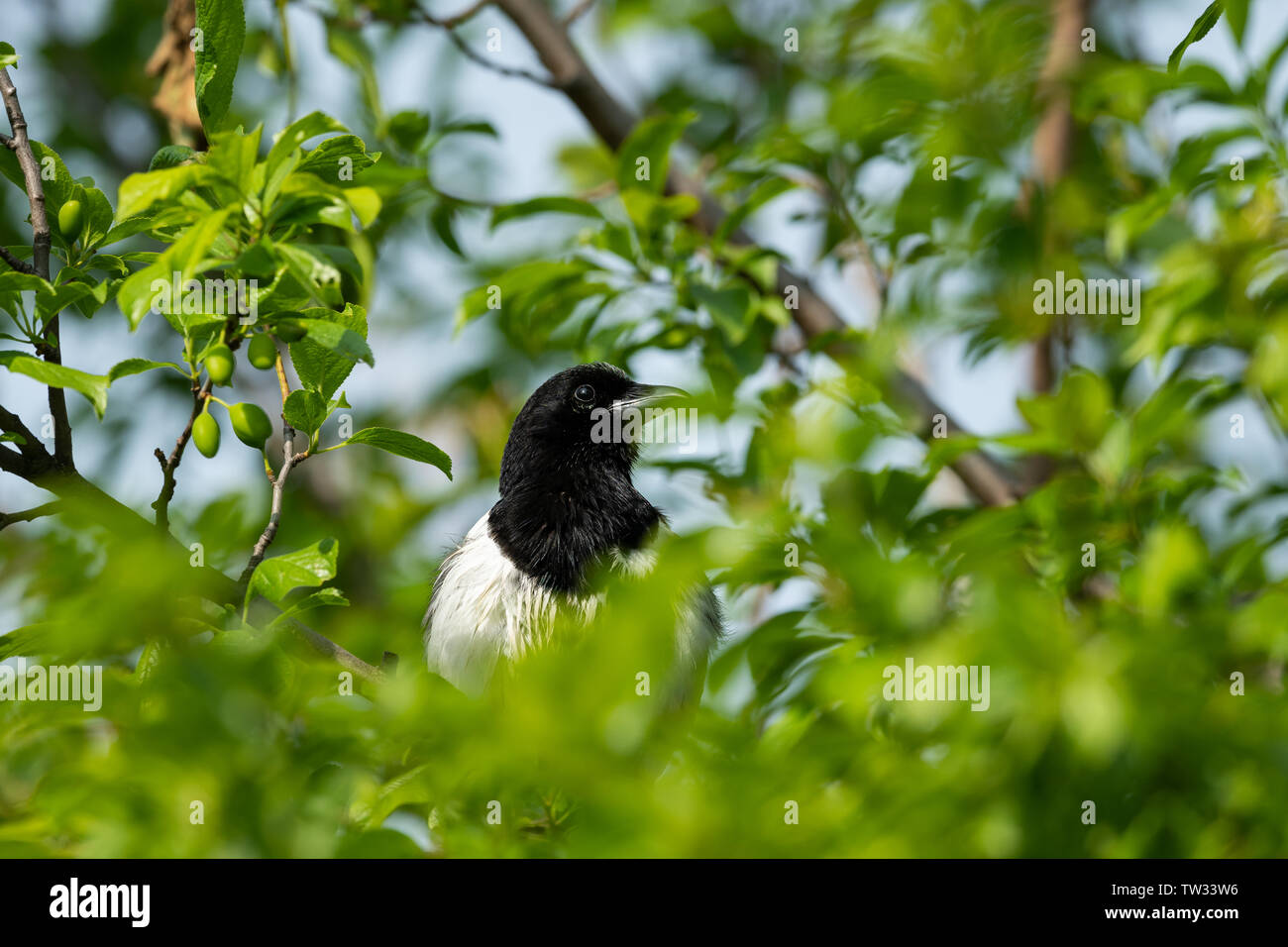 An Eurasian Magpie (Pica pica) sitting in a tree Stock Photo - Alamy