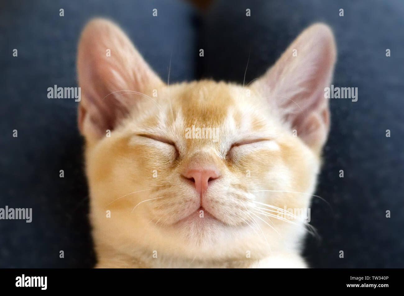 Pure bred burmese cat hi-res stock photography and images - Alamy