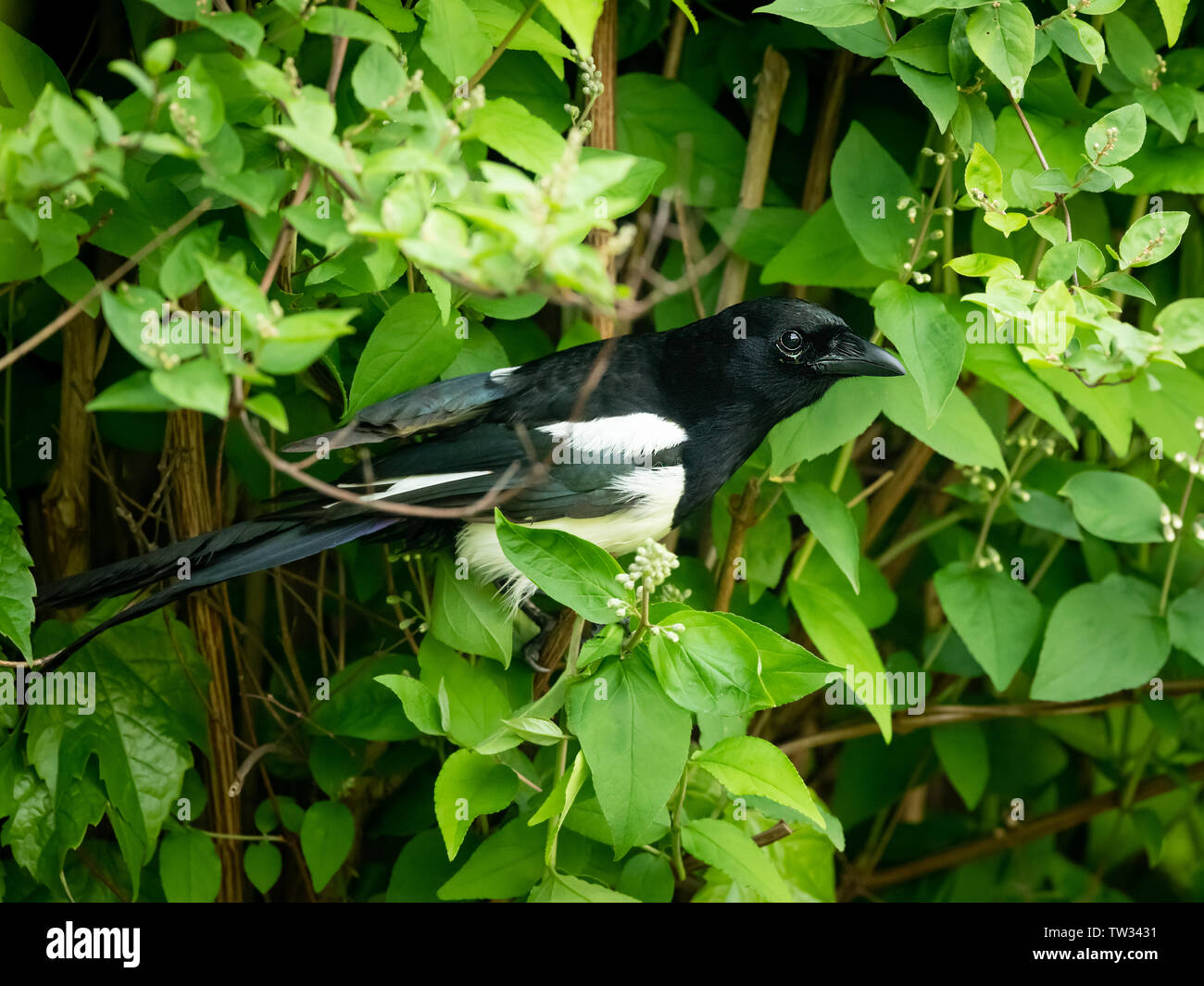 An Eurasian Magpie (Pica pica) sitting in a tree Stock Photo - Alamy