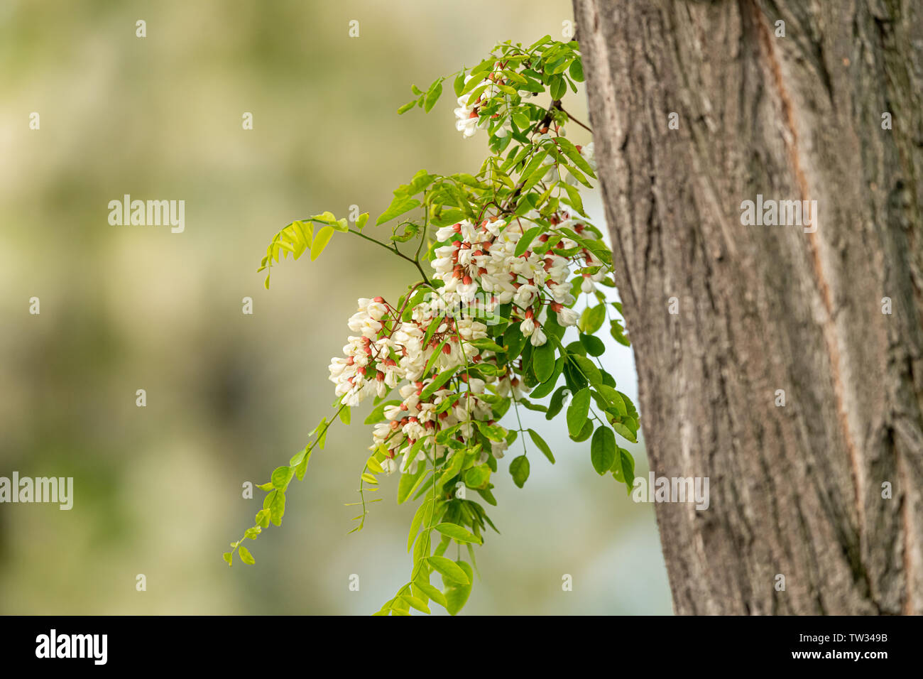 Black locust tree in flower hi-res stock photography and images - Alamy