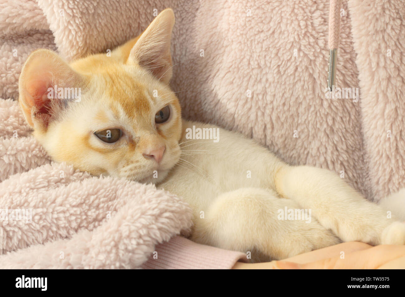 Pure bred burmese cat hi-res stock photography and images - Alamy