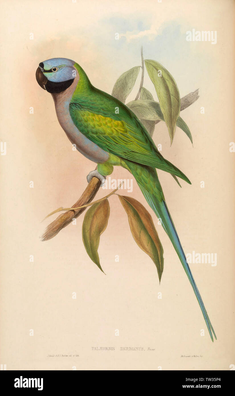 Beautiful vintage hand drawn illustrations of exotic parrots from old ...