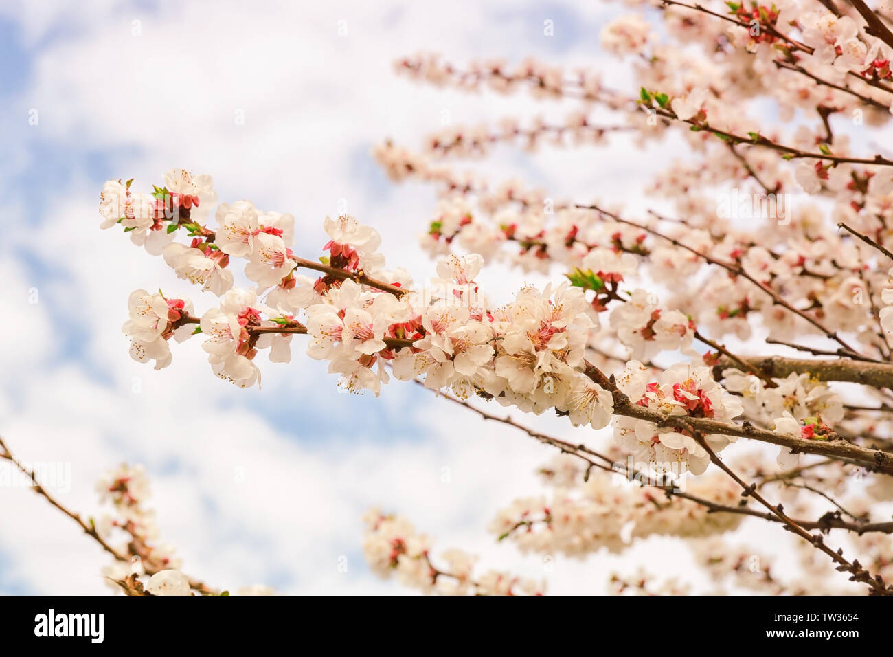Branches of blooming tree flowers on blurred background Stock Photo - Alamy