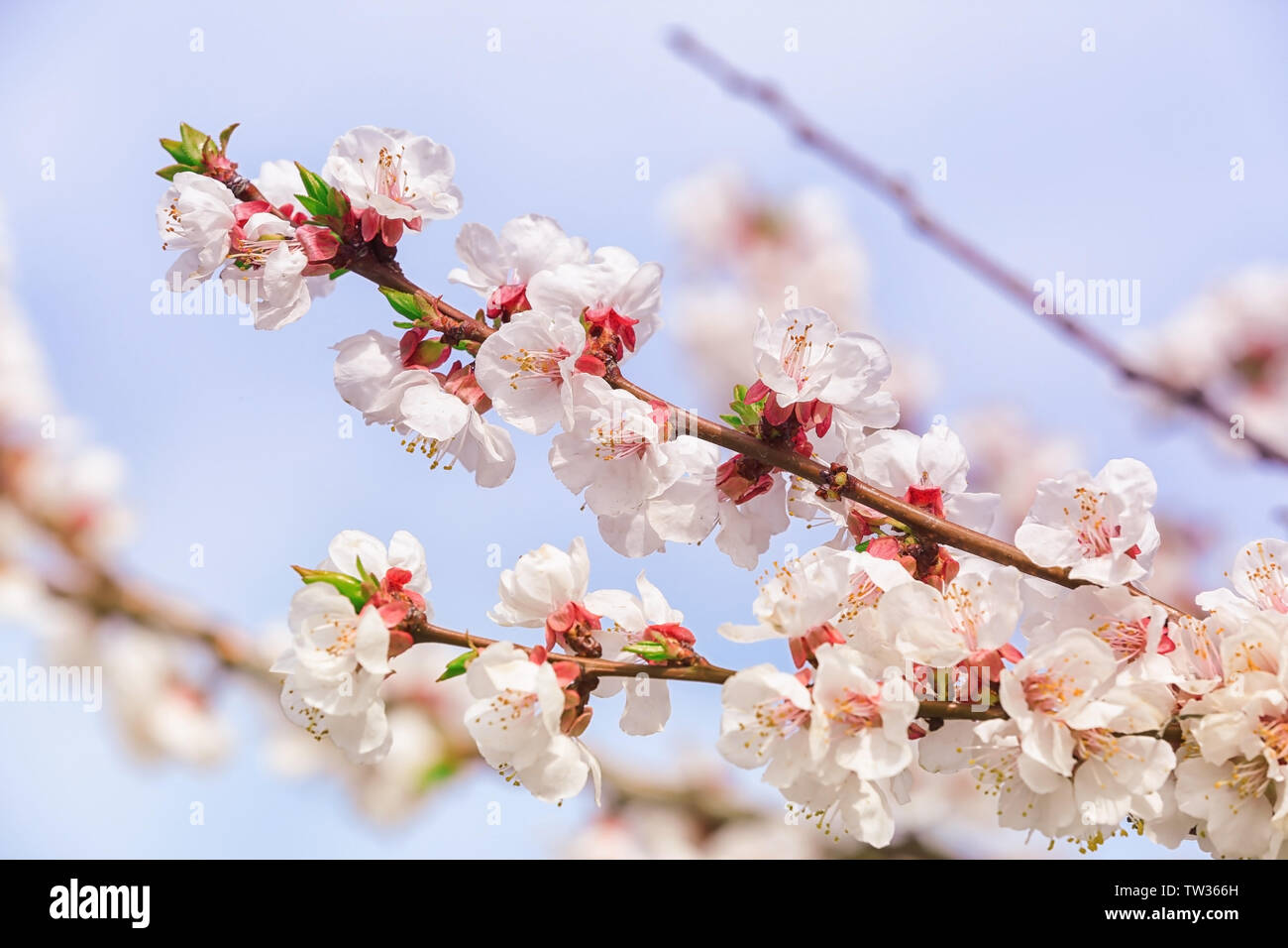 Branches of blooming tree flowers on blurred background Stock Photo - Alamy