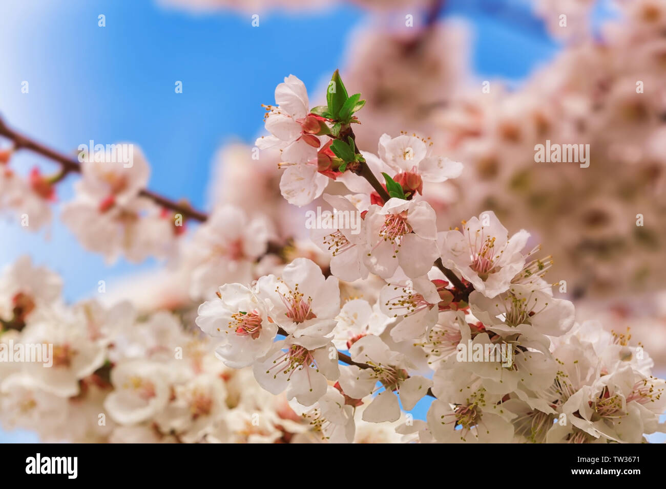 Branches of blooming tree flowers on blurred background Stock Photo - Alamy