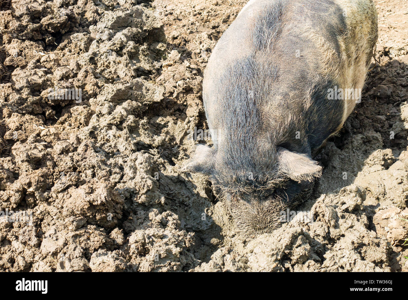 Happy as a pig in mud hi-res stock photography and images - Alamy