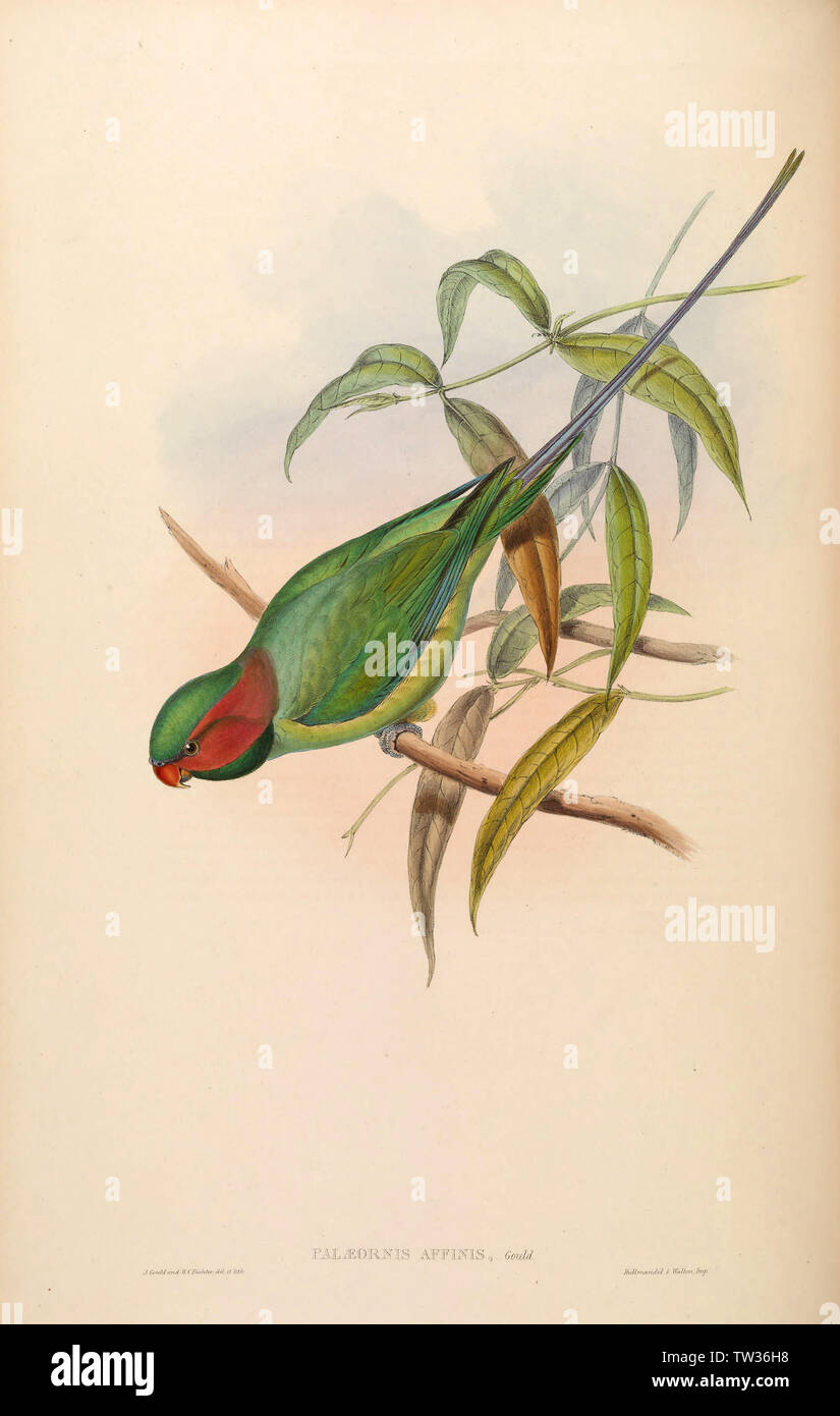 Beautiful vintage hand drawn illustrations of exotic parrots from old ...