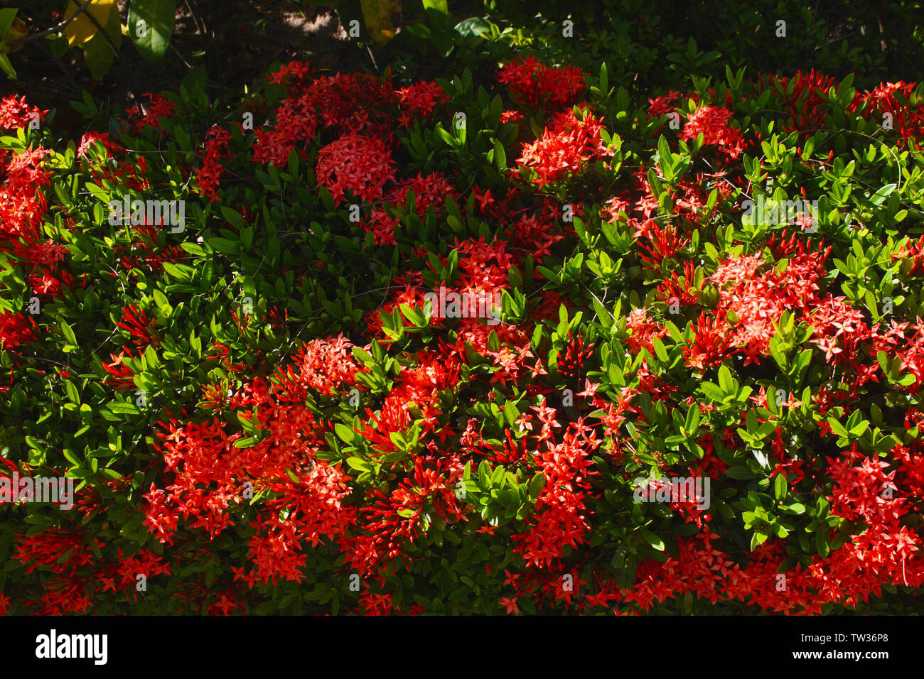 Garden sceneries hi-res stock photography and images - Alamy