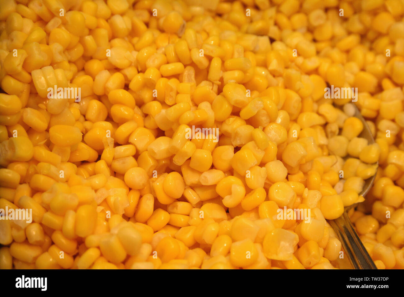 Full frame of cooked sweetcorn kernels Stock Photo - Alamy