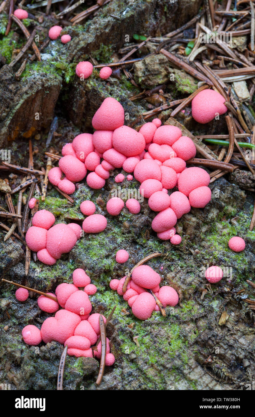 Lycogala epidendrum hi-res stock photography and images - Alamy