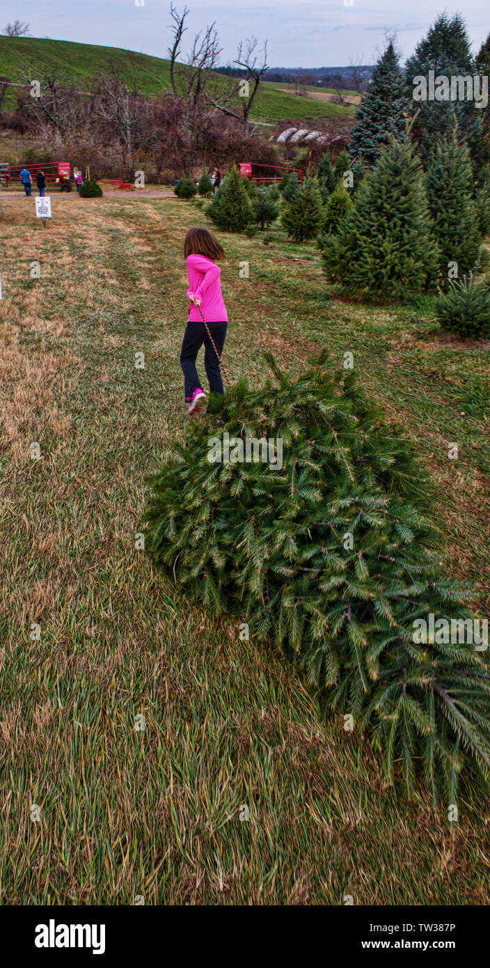 UNITED STATES - December 12, 2015: Snickers Gap Christmas Tree Farm is ...