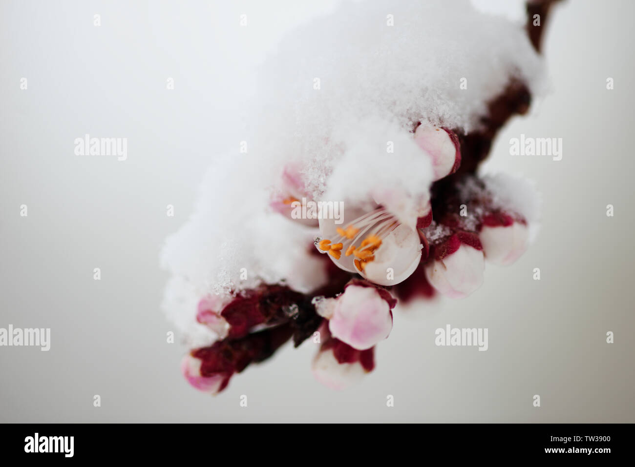 Apricot blossoms in spring snow Stock Photo - Alamy