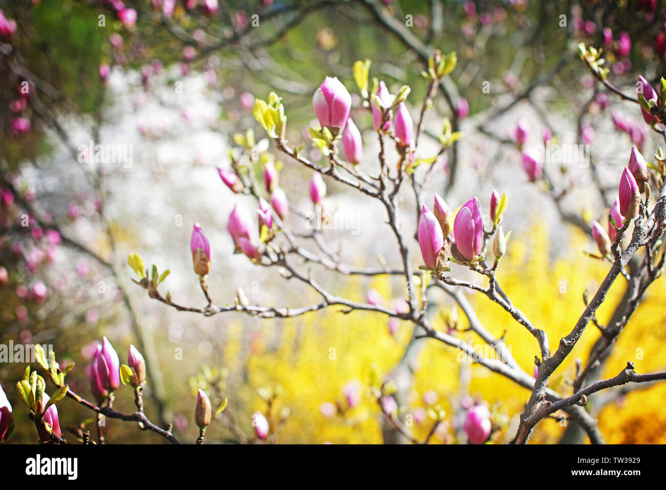 Magnolia tree flower buds on blurred background Stock Photo - Alamy