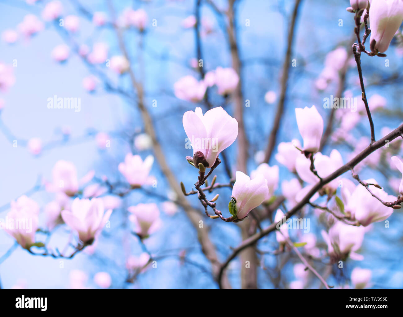 Branches of blooming tree flowers on blurred background Stock Photo - Alamy
