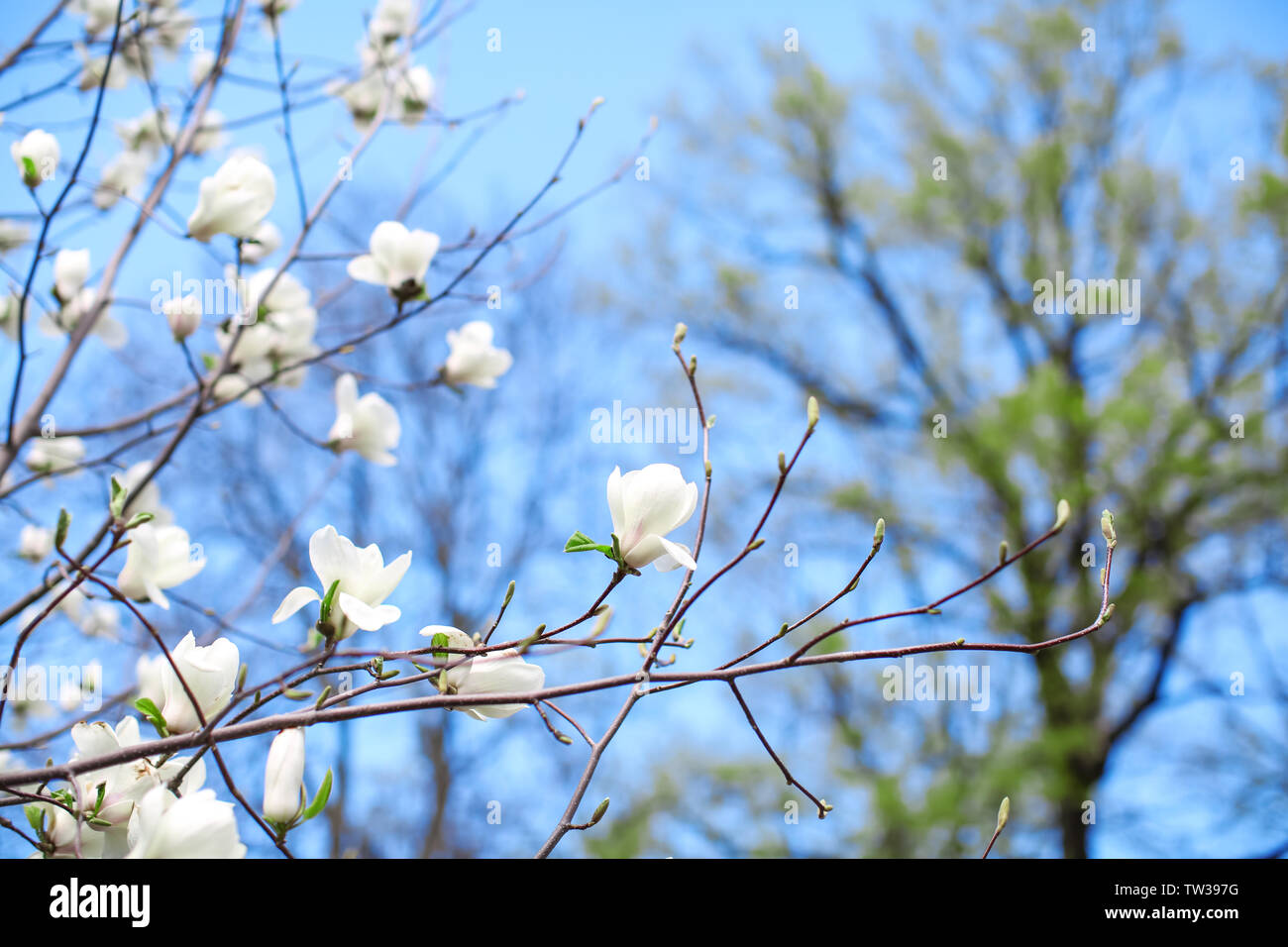 Branches of blooming tree flowers on blurred background Stock Photo - Alamy