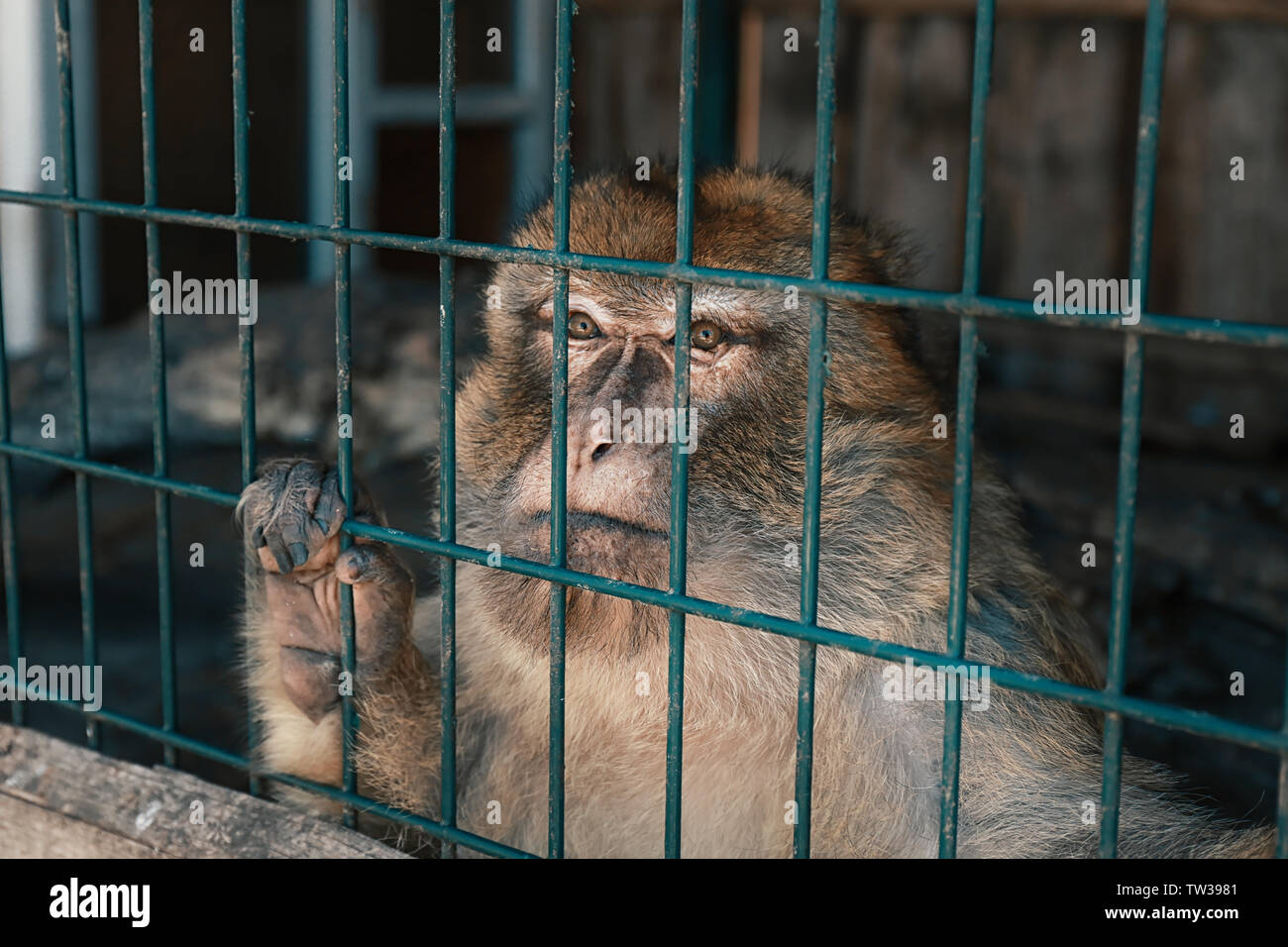Cute monkey sitting in cage on farm Stock Photo - Alamy