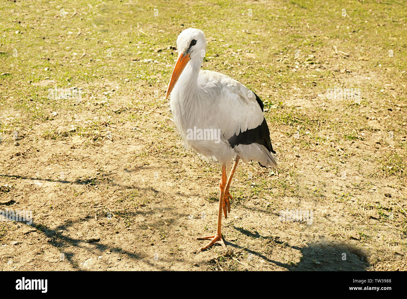 Aviary with green grass and stork on farm Stock Photo - Alamy