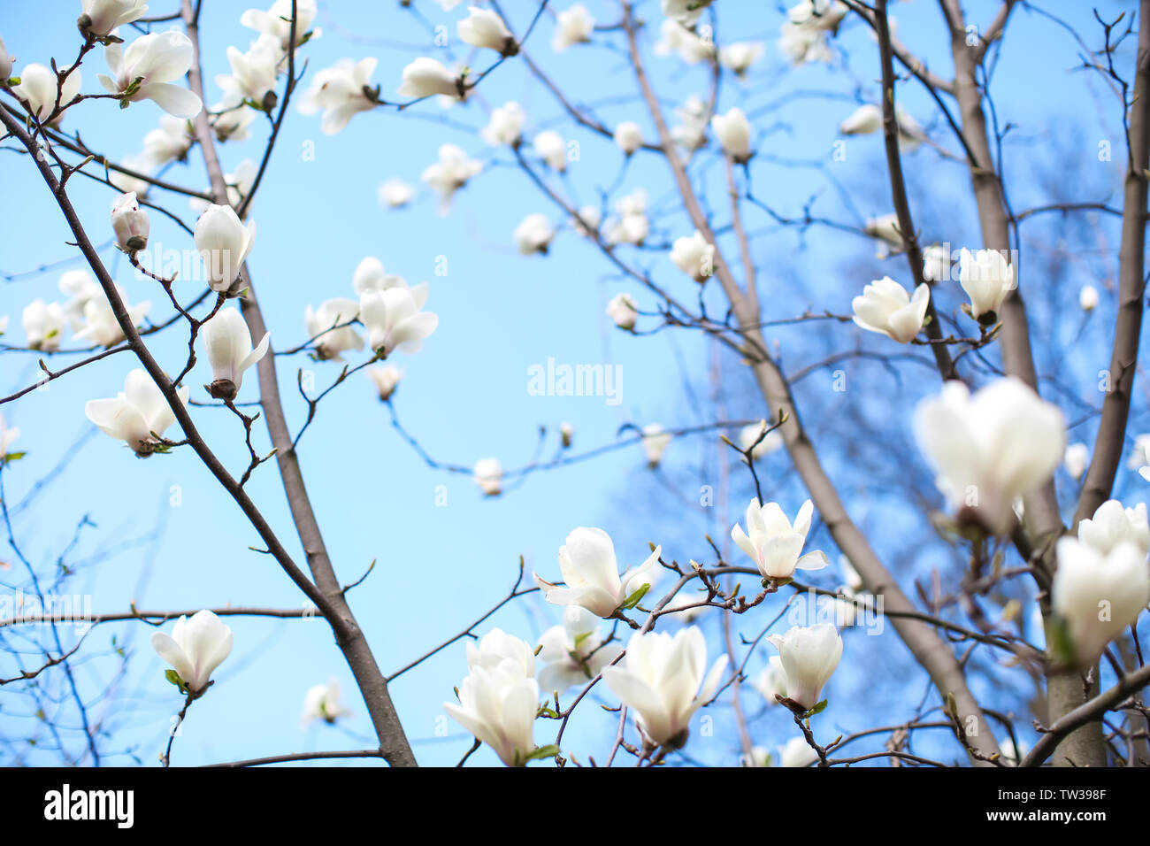 Branches of blooming tree flowers on blurred background Stock Photo - Alamy